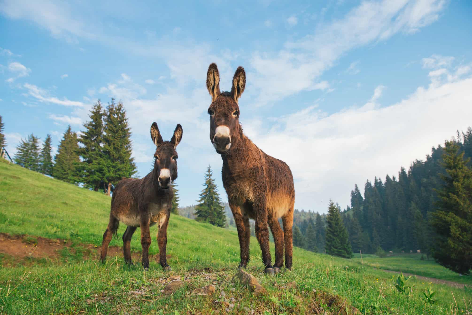 Tiervermittlung - Interessengemeinschaft für Esel- und Mulifreunde ...